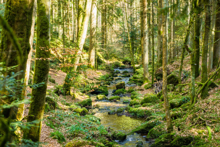Klosterrunde Calw-Altburg - Naturpark Schwarzwald Mitte/Nord