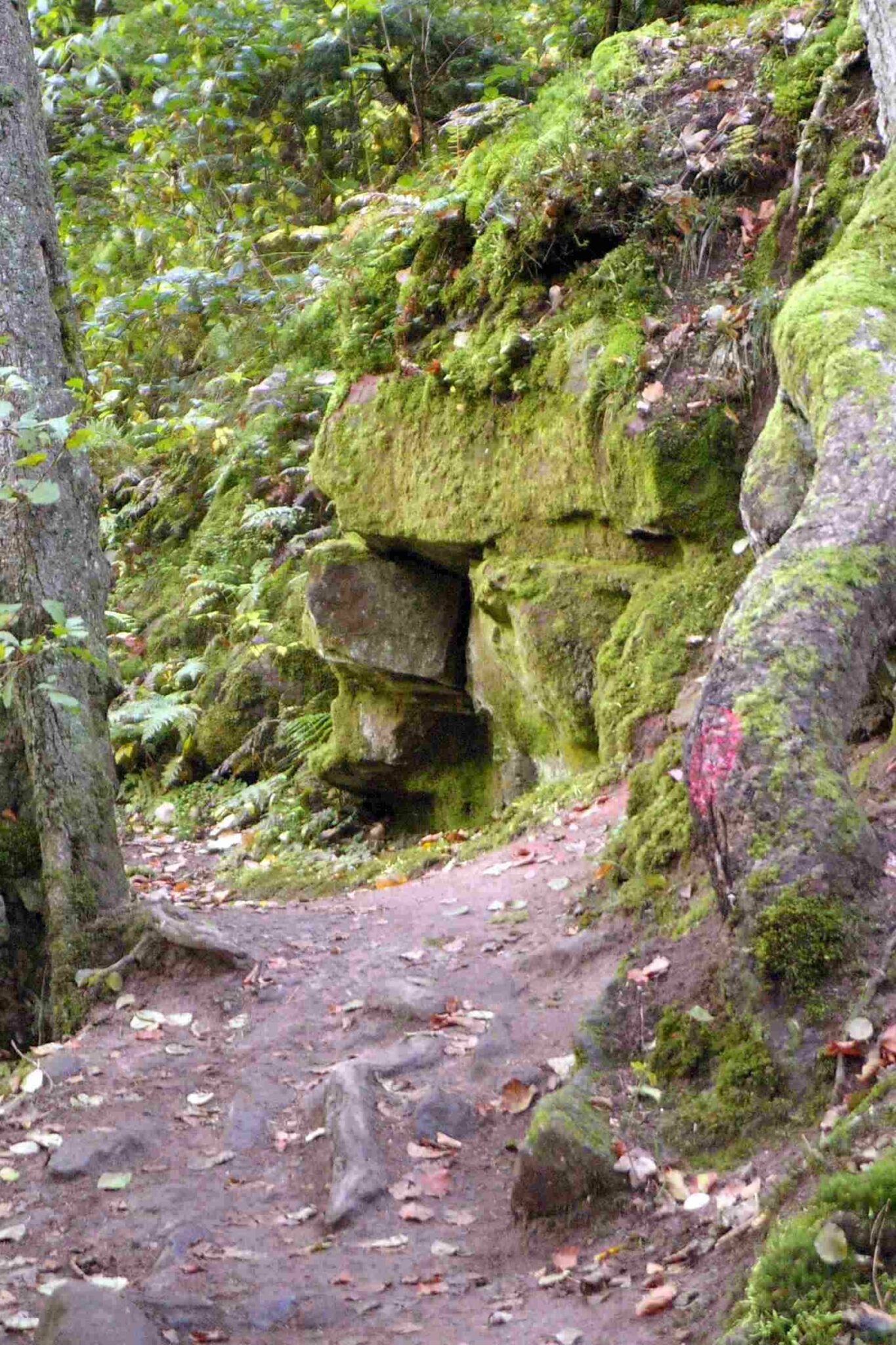 Durchs wildromantische Monbachtal - Naturpark Schwarzwald Mitte/Nord