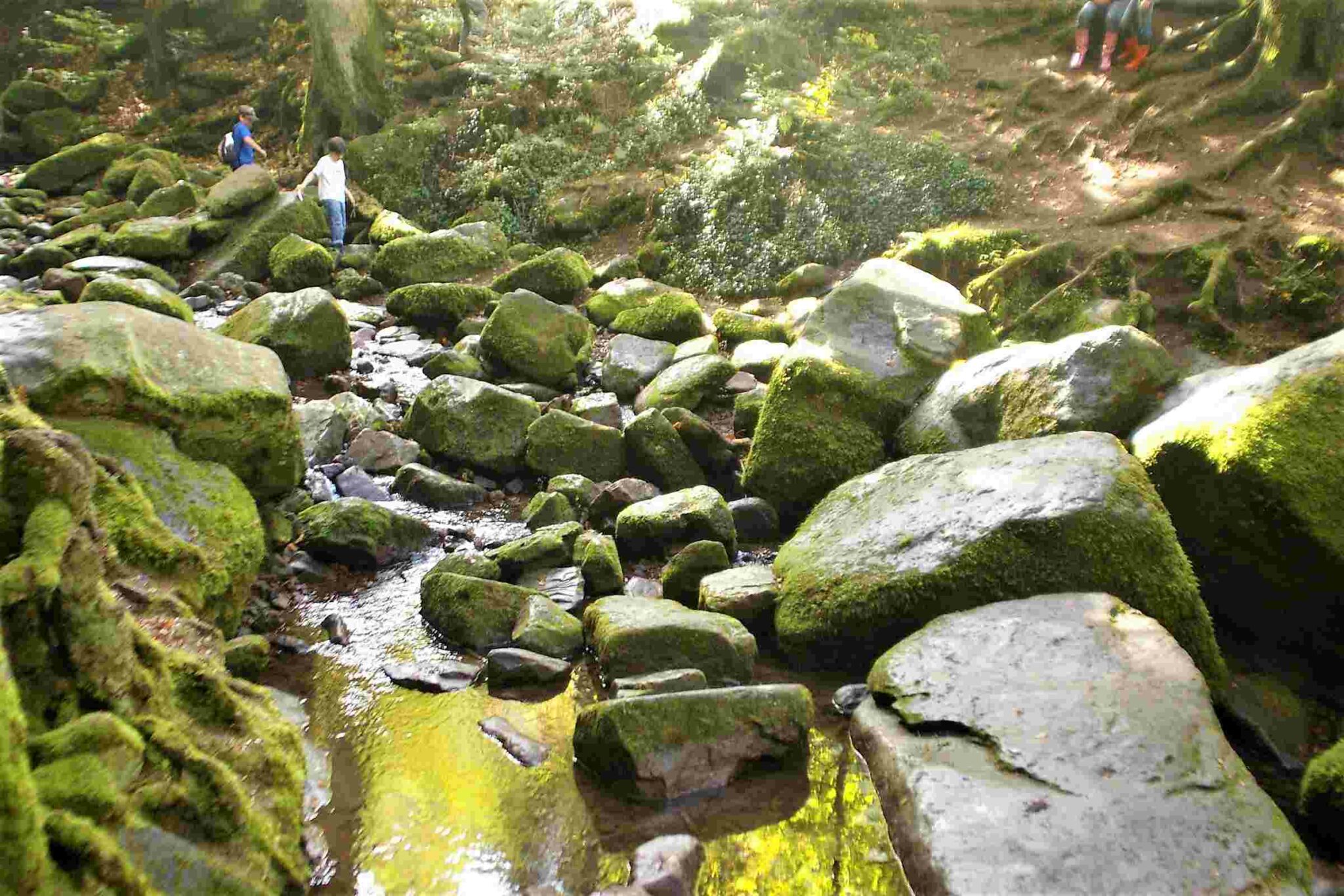 Durchs wildromantische Monbachtal - Naturpark Schwarzwald Mitte/Nord