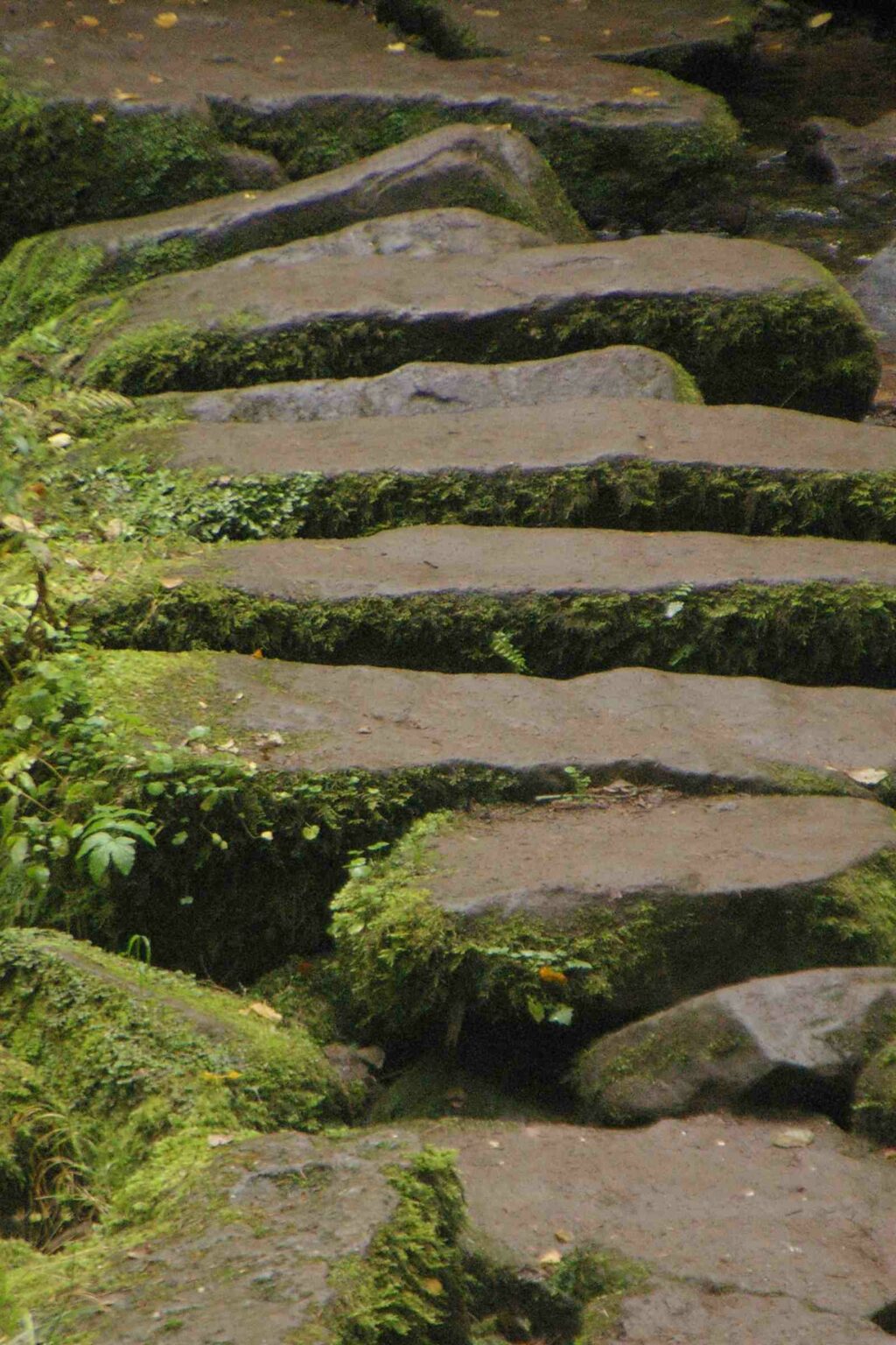 Durchs wildromantische Monbachtal - Naturpark Schwarzwald Mitte/Nord