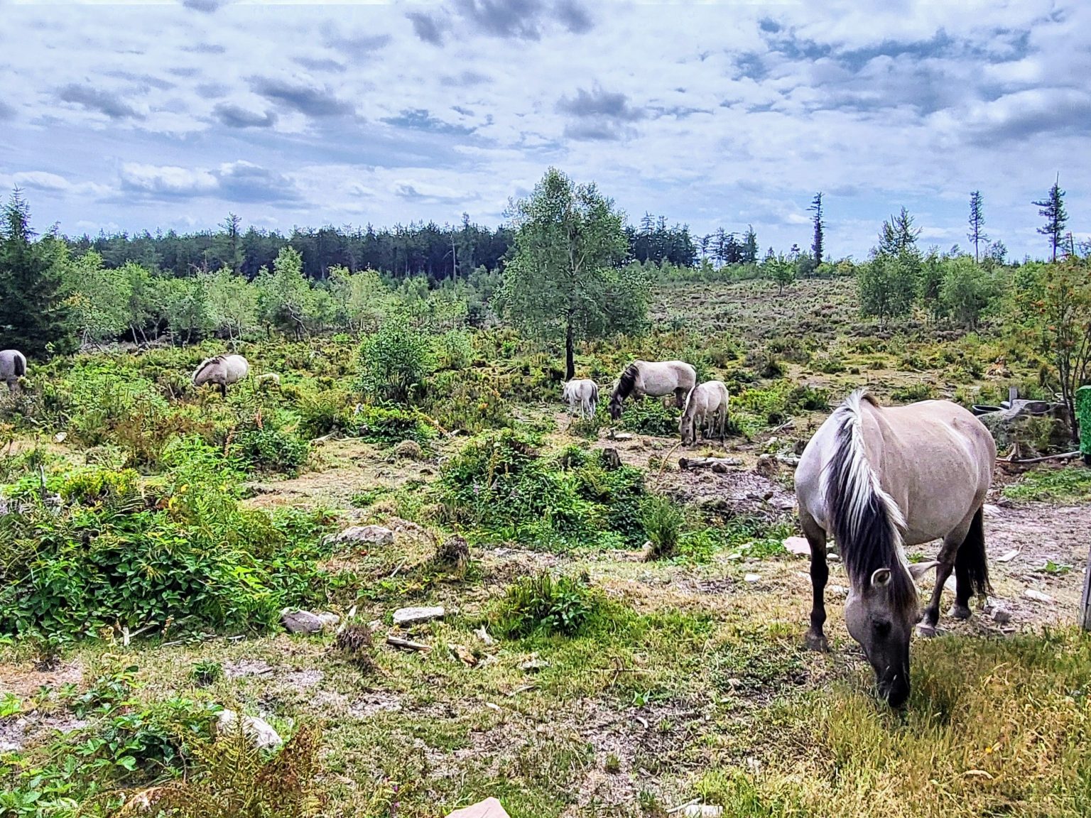 Sieger Fotowettbewerb 2022 - Naturpark Schwarzwald Mitte/Nord