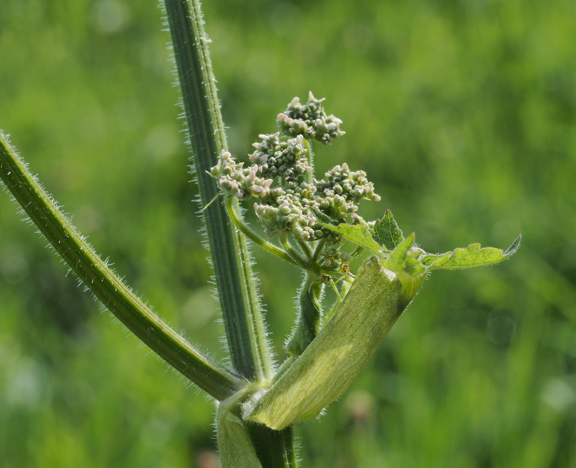 Doldenblütler - Naturpark Schwarzwald Mitte/Nord