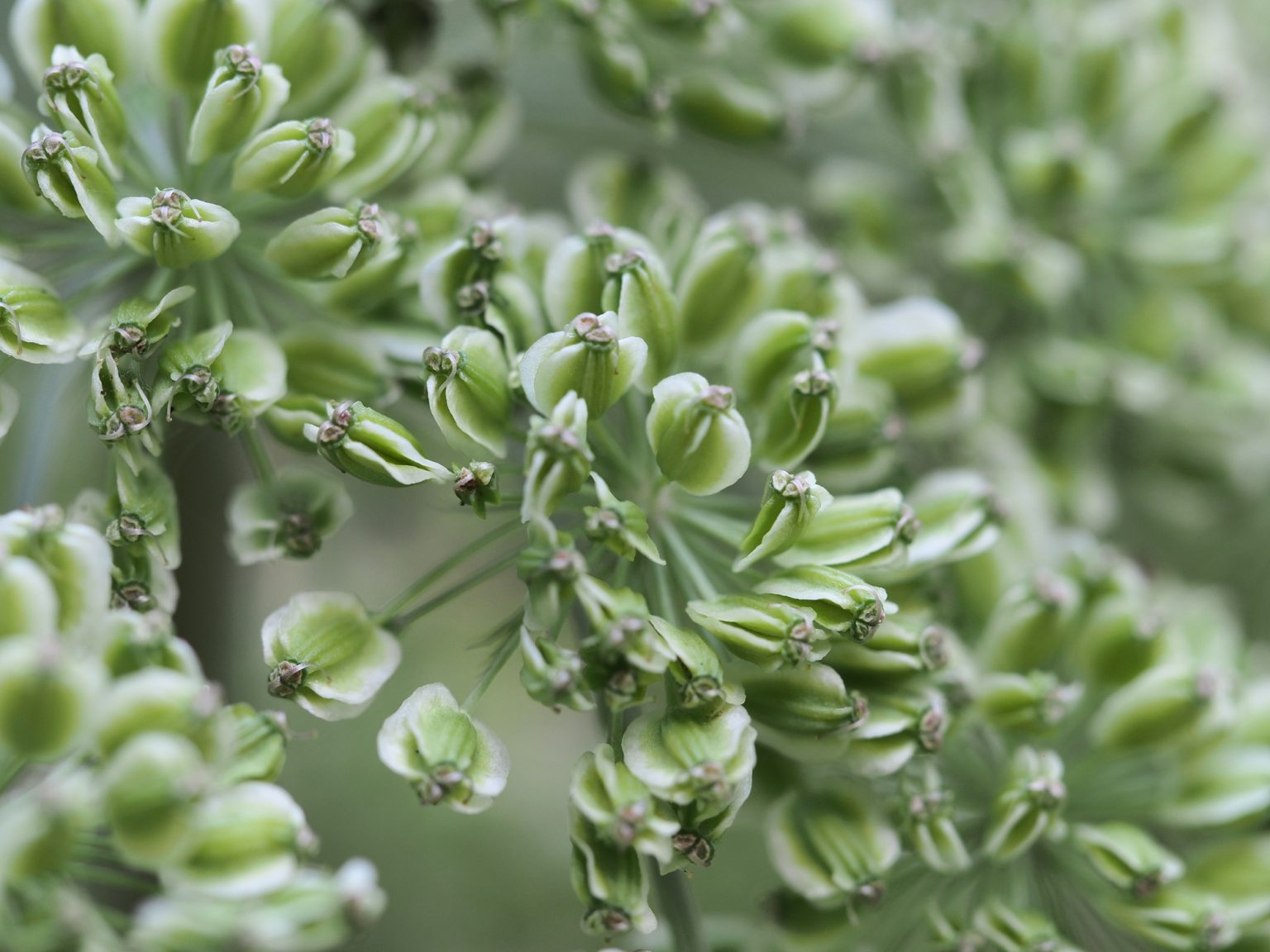 Doldenblütler - Naturpark Schwarzwald Mitte/Nord