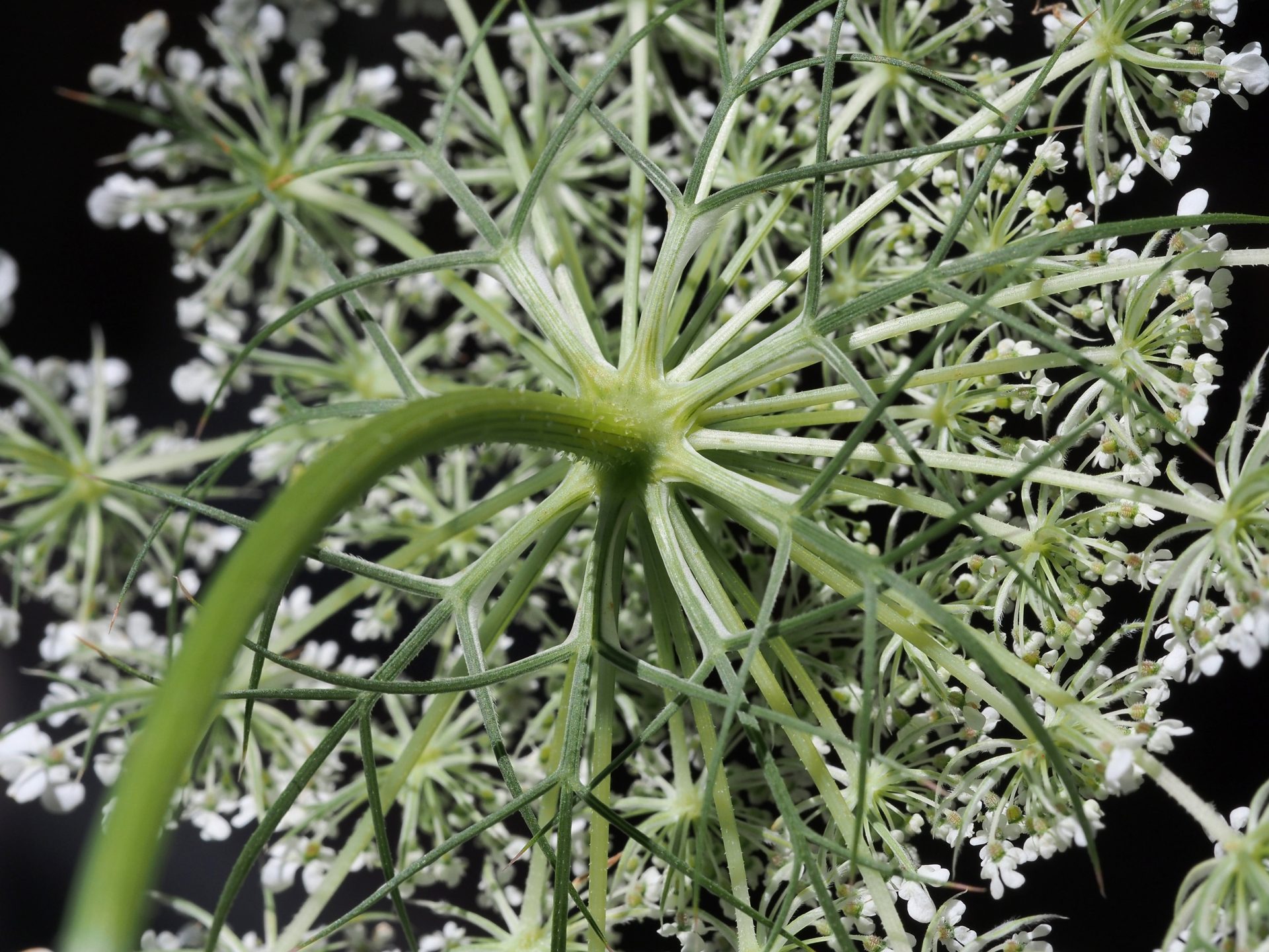 Doldenblütler - Naturpark Schwarzwald Mitte/Nord
