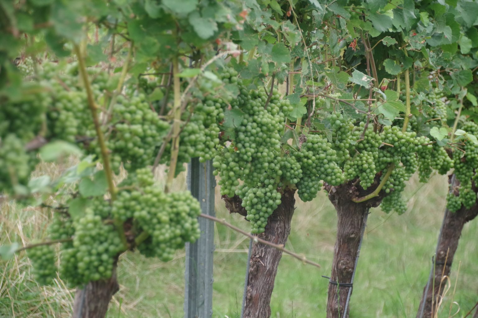 Schafe im Weinberg und Klimaschutz - Naturpark Schwarzwald Mitte/Nord