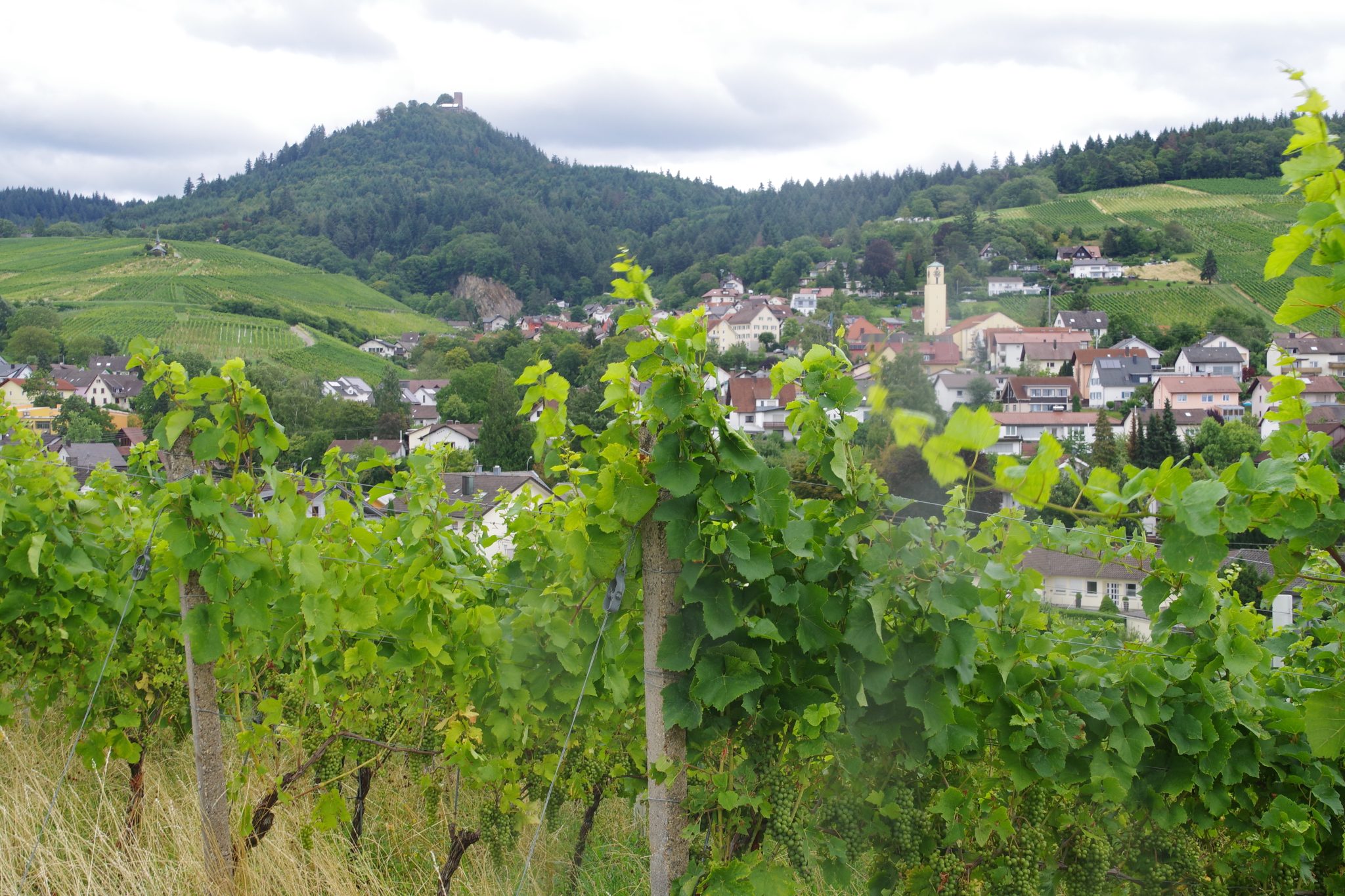Schafe im Weinberg und Klimaschutz - Naturpark Schwarzwald Mitte/Nord