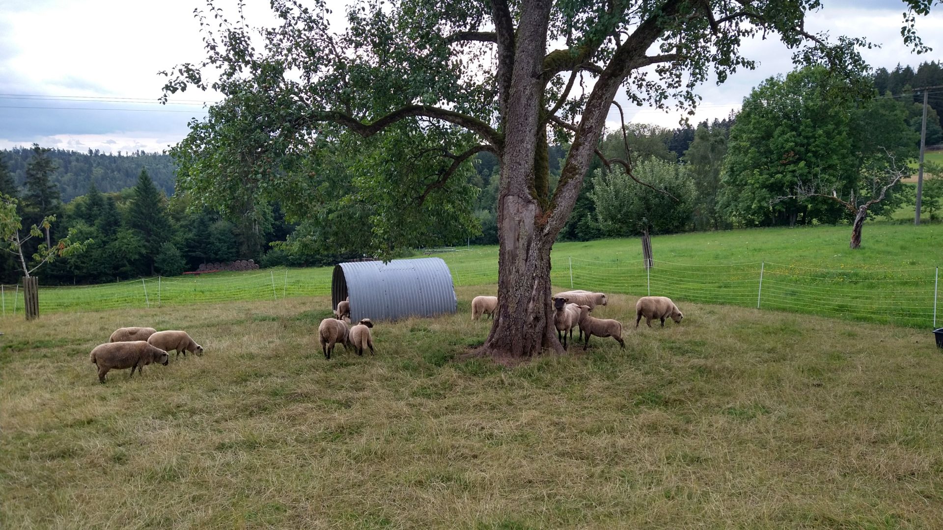 Dreharbeiten für den neuen Actionbound der Naturpark-Detektive - Naturpark Schwarzwald Mitte/Nord
